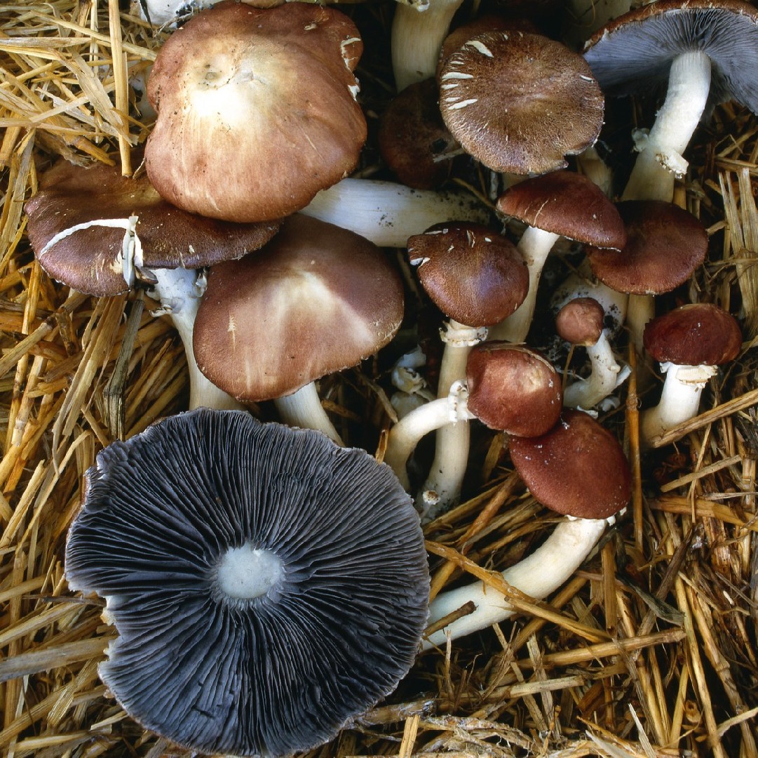 Stropharia (Stropharia) - Picture Mushroom