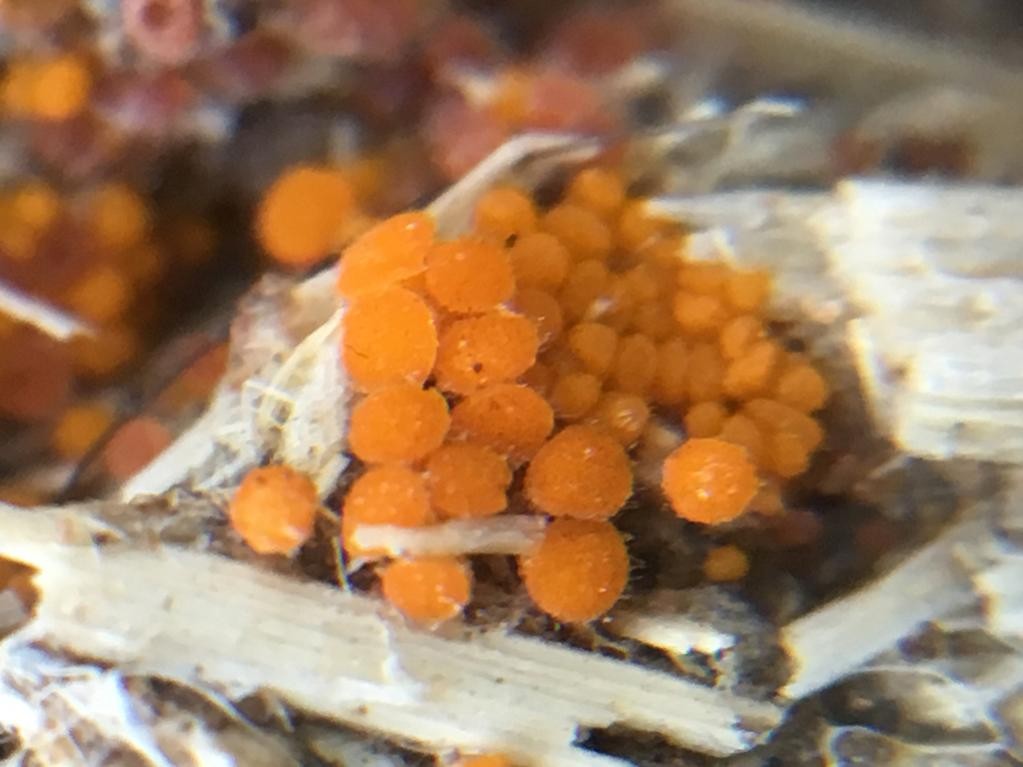 Cheilymenia granulata (Cheilymenia granulata) - Picture Mushroom