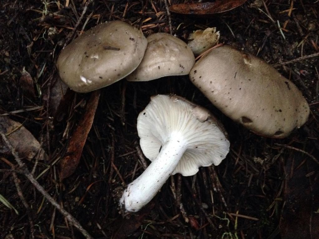 Hygrophore à odeur agréable (Hygrophorus agathosmus) - Picture Mushroom