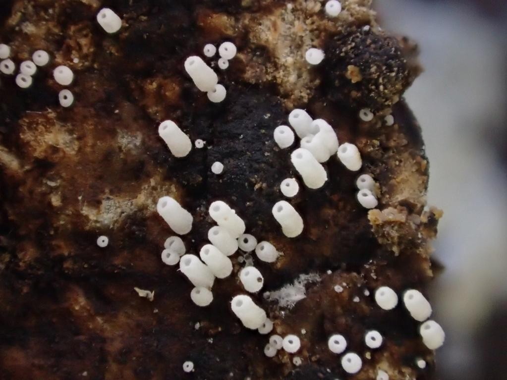 Henningsomyces candidus (Henningsomyces candidus) - Picture Mushroom