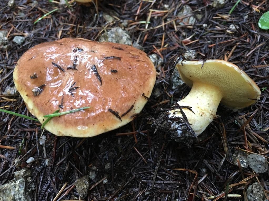 Blauender Schmierröhrling (Suillus caerulescens) - Picture Mushroom