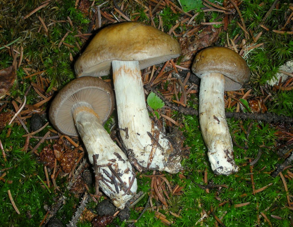 Cortinarius scaurus (Cortinarius scaurus) - Picture Mushroom