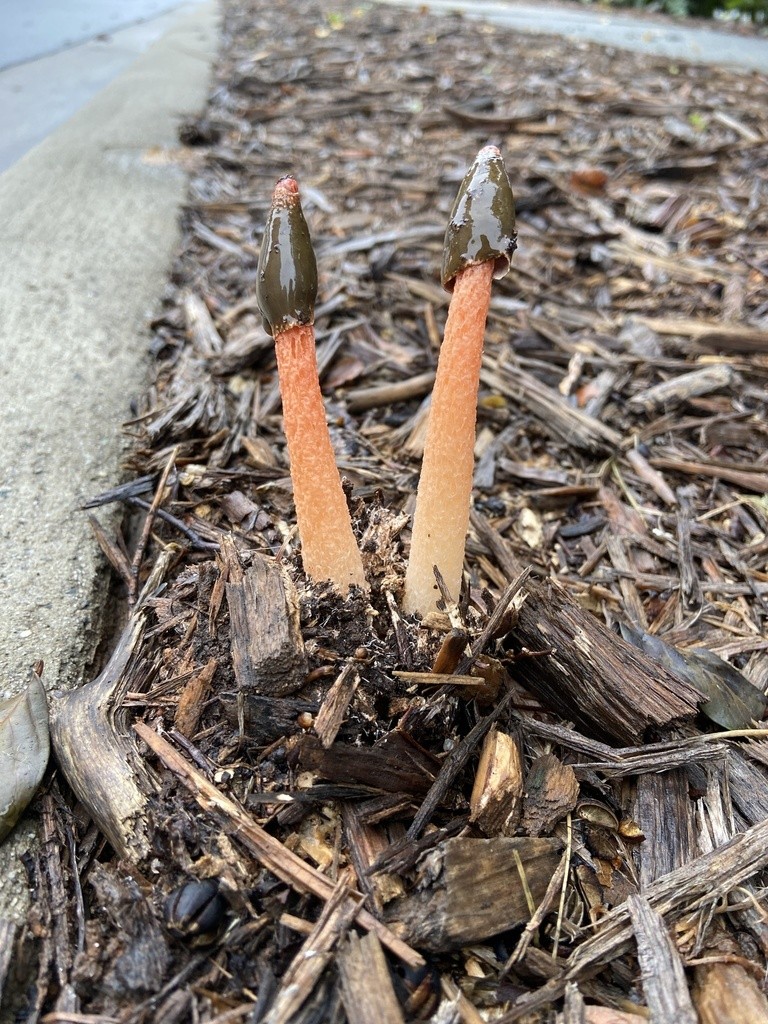 Phallus rugulosus (Phallus rugulosus) - Picture Mushroom