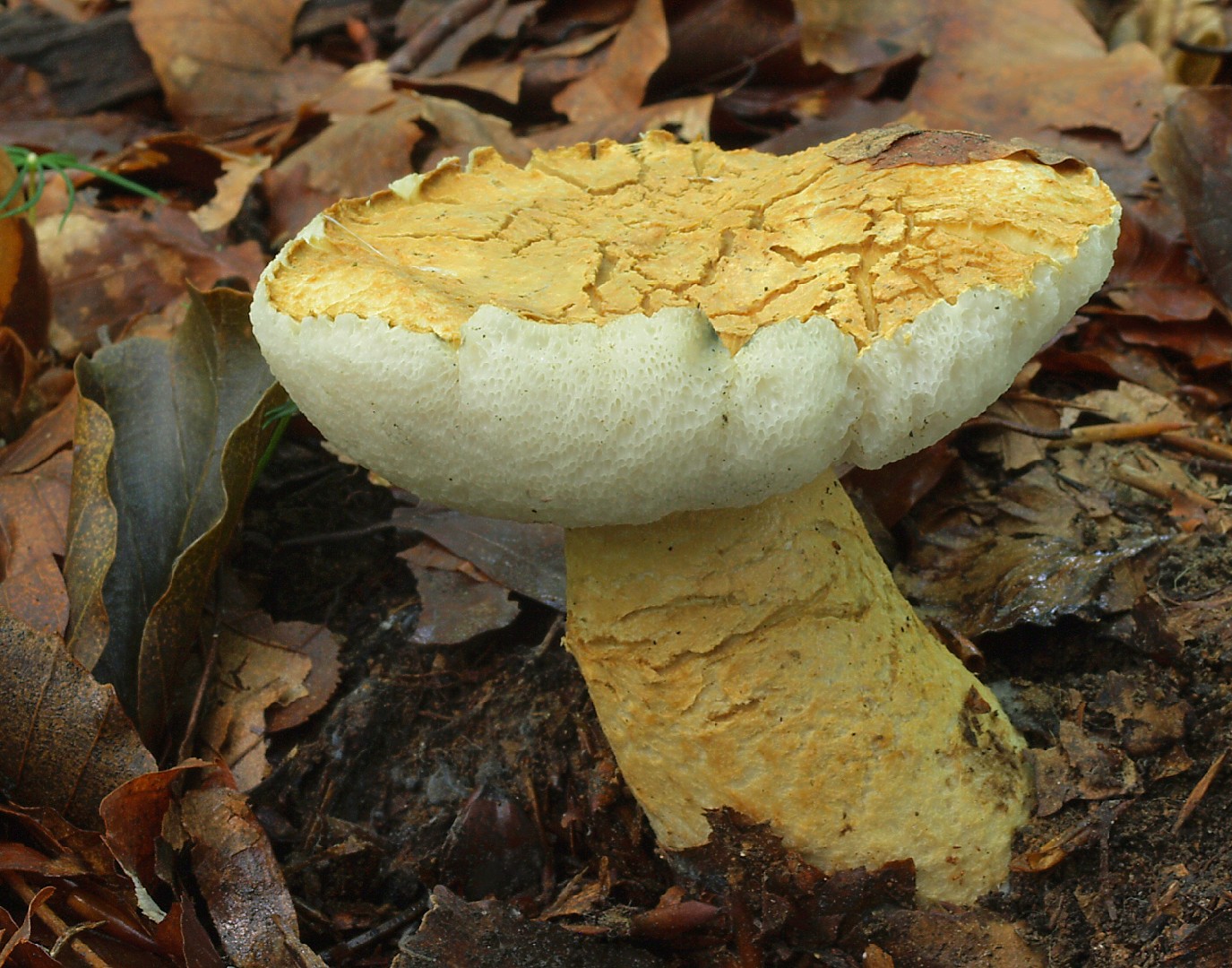 Bluing bolete How to identify it? - Picture Mushroom