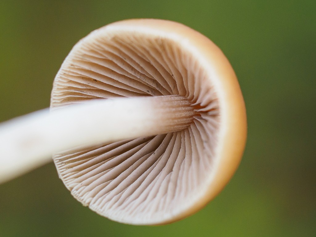 Clustered brittlestem How to identify it? - Picture Mushroom