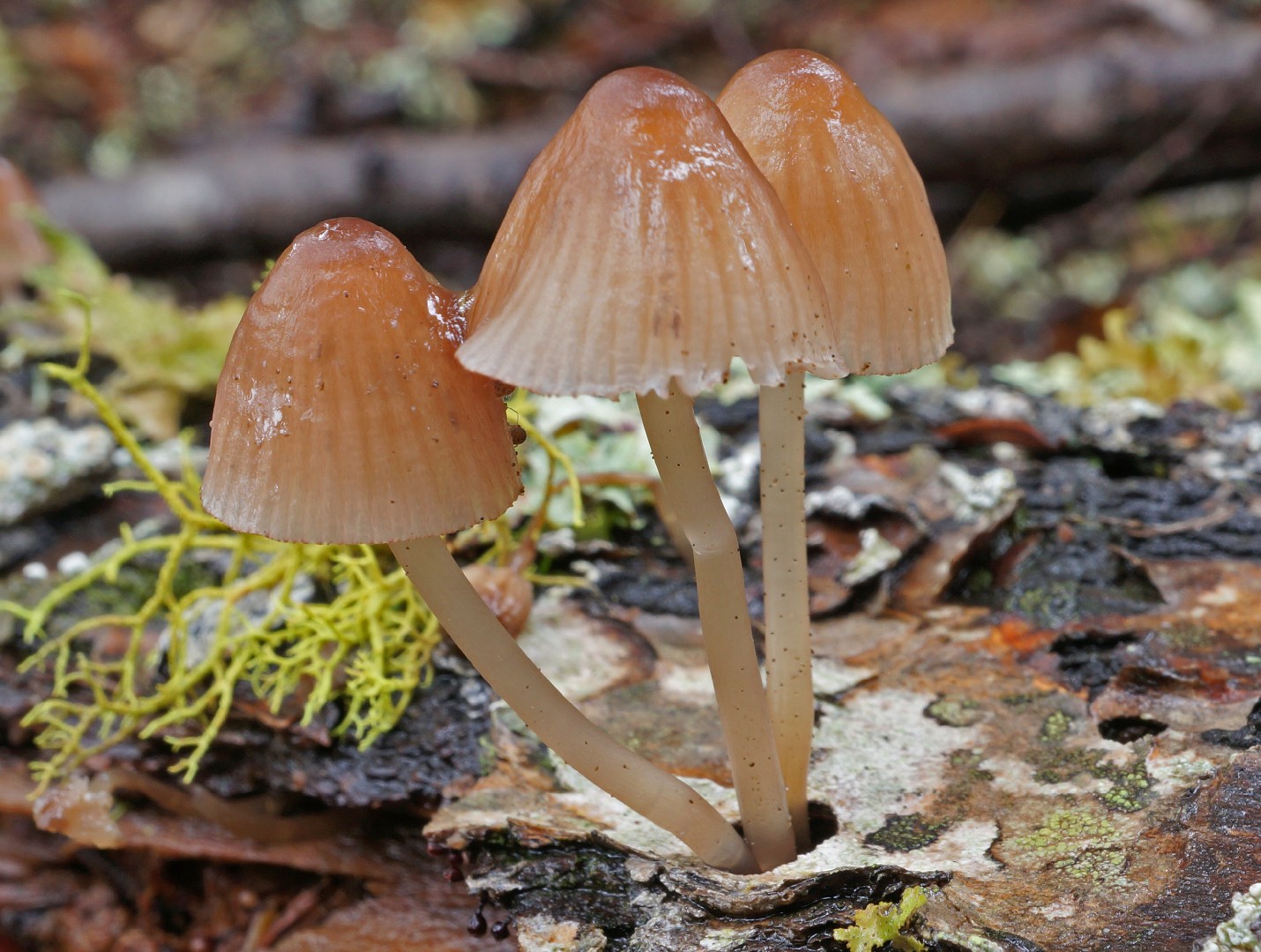 Mycena rubromarginata (Mycena rubromarginata) - Picture Mushroom