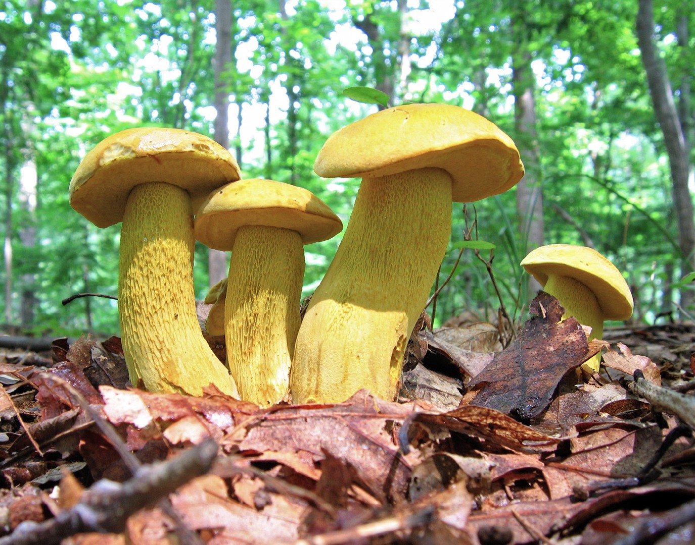 Retiboletus ornatipes (Retiboletus ornatipes) - Picture Mushroom