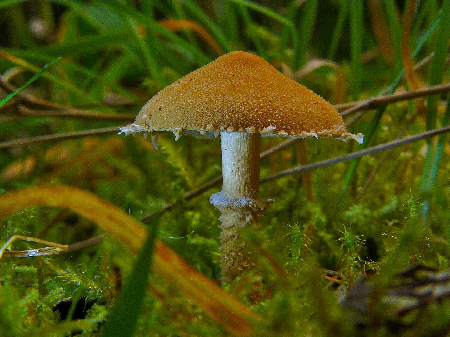 Lepiota amiantina (Cystoderma amianthinum) - Picture Mushroom