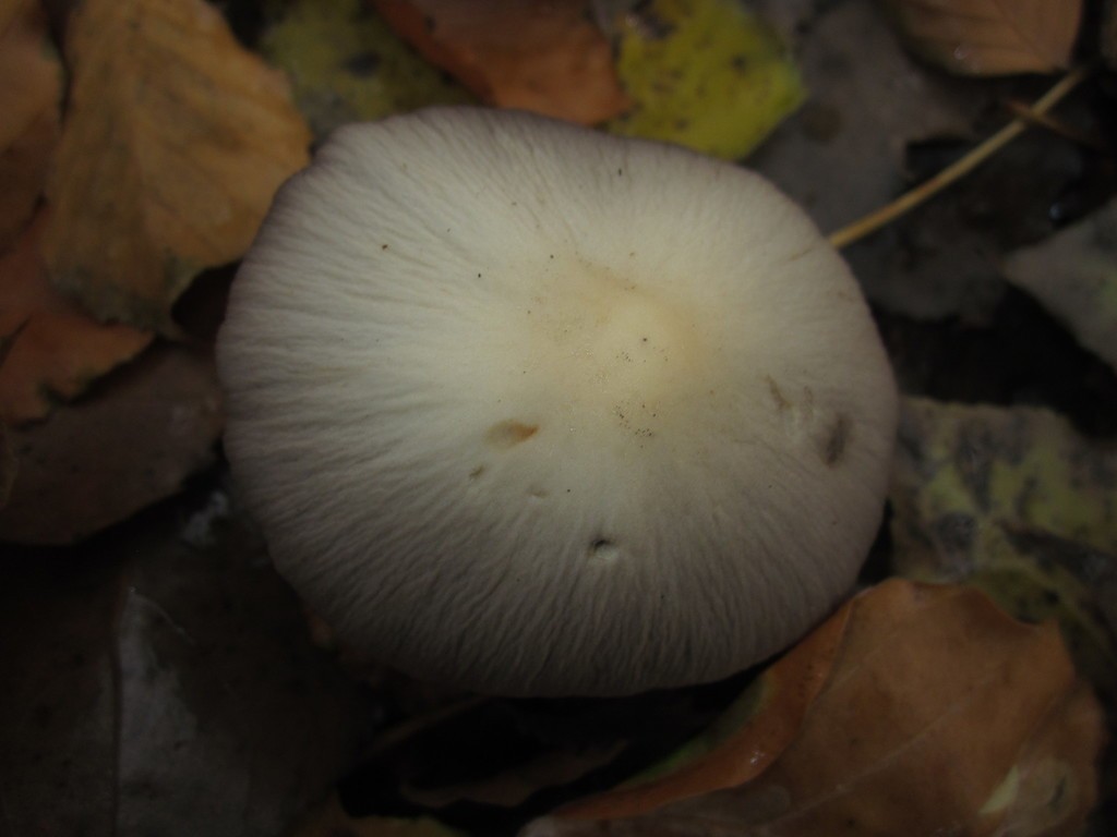Psathyrella fusca (Psathyrella fusca) - Picture Mushroom