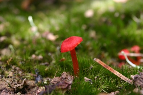 アカヌマベニタケ（赤沼紅茸） (Hygrocybe miniata) - Picture Mushroom