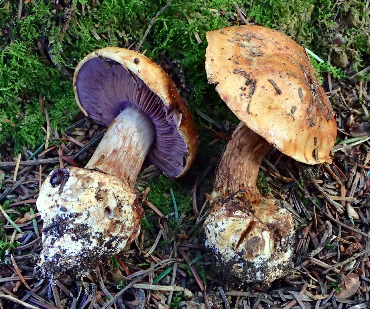 Cortinarius largentii (Cortinarius largentii) - Picture Mushroom