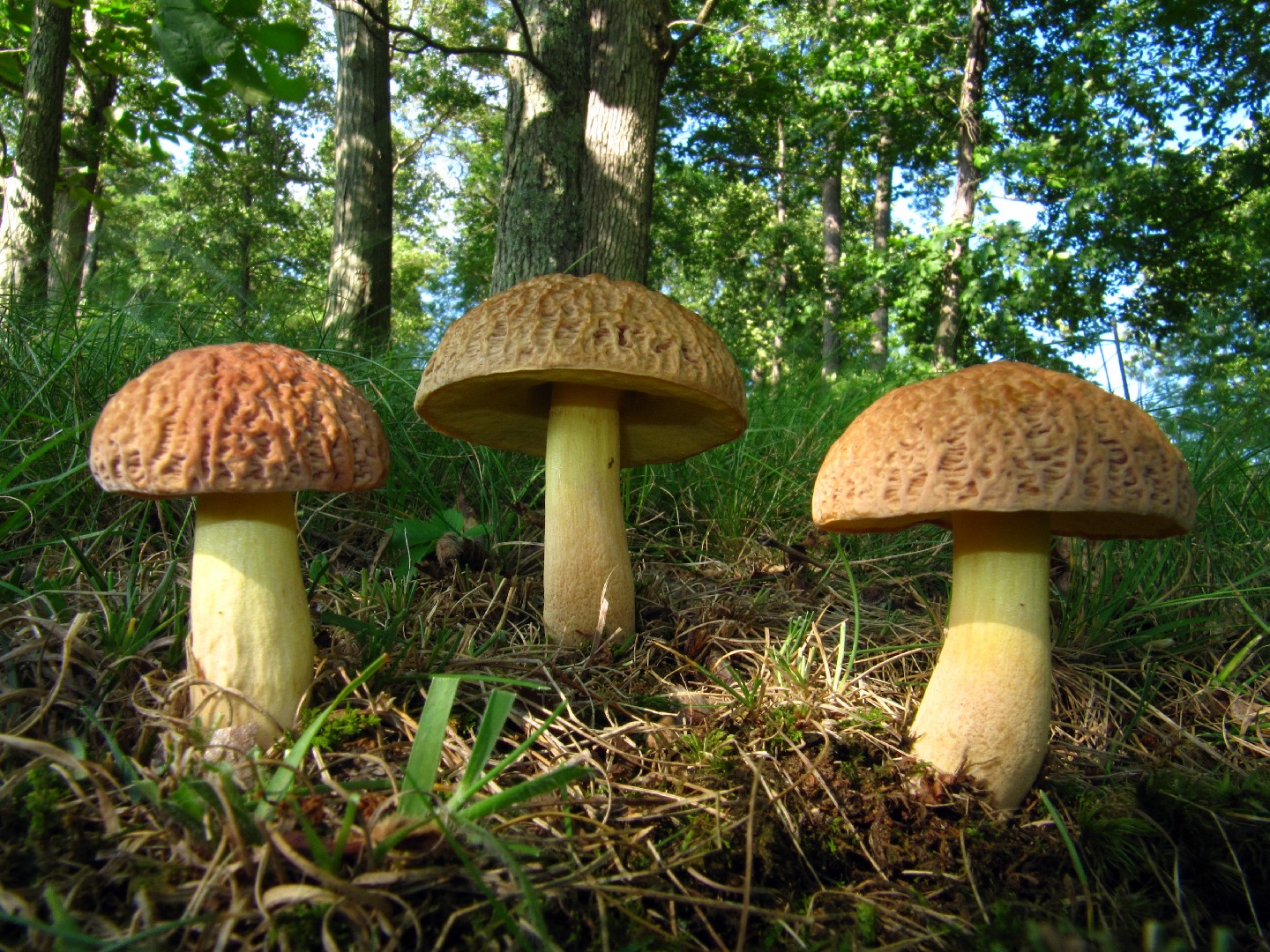 Xerocomus (Xerocomus) - Picture Mushroom