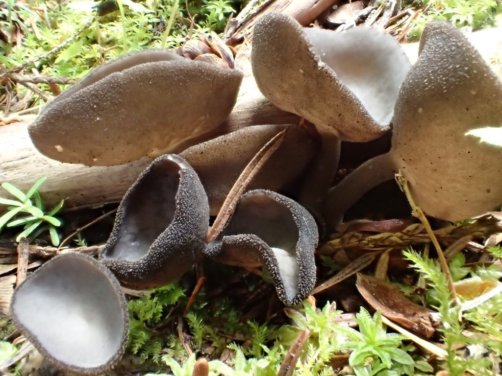 Helvella fibrosa (Helvella fibrosa) - Picture Mushroom