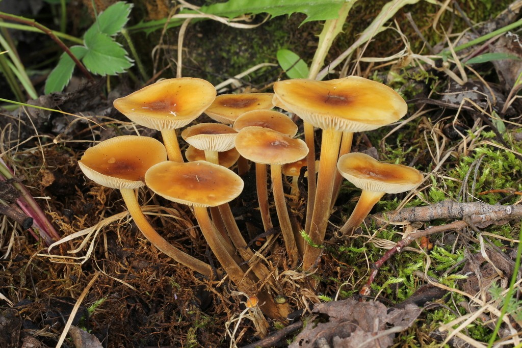 Flammulina (Flammulina) - Picture Mushroom