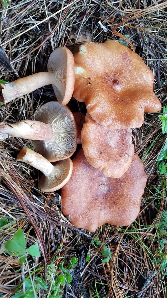 Lactarius vinaceorufescens (Lactarius vinaceorufescens) - Picture Mushroom