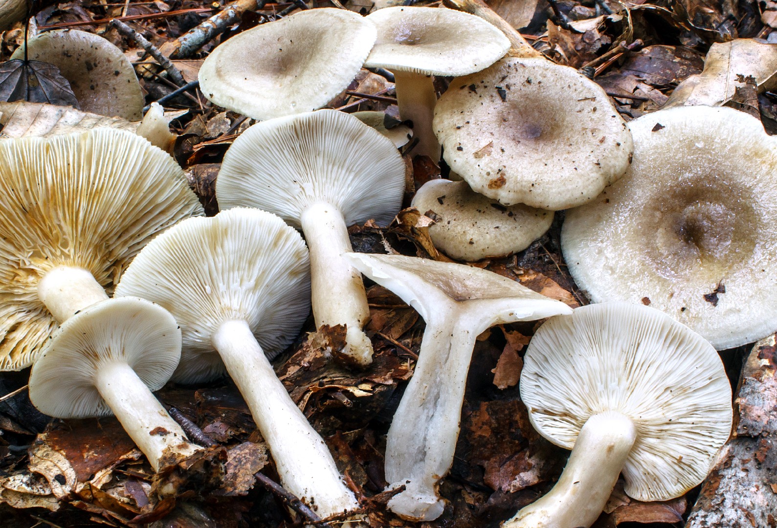 Lactarius cinereus (Lactarius cinereus) - Picture Mushroom
