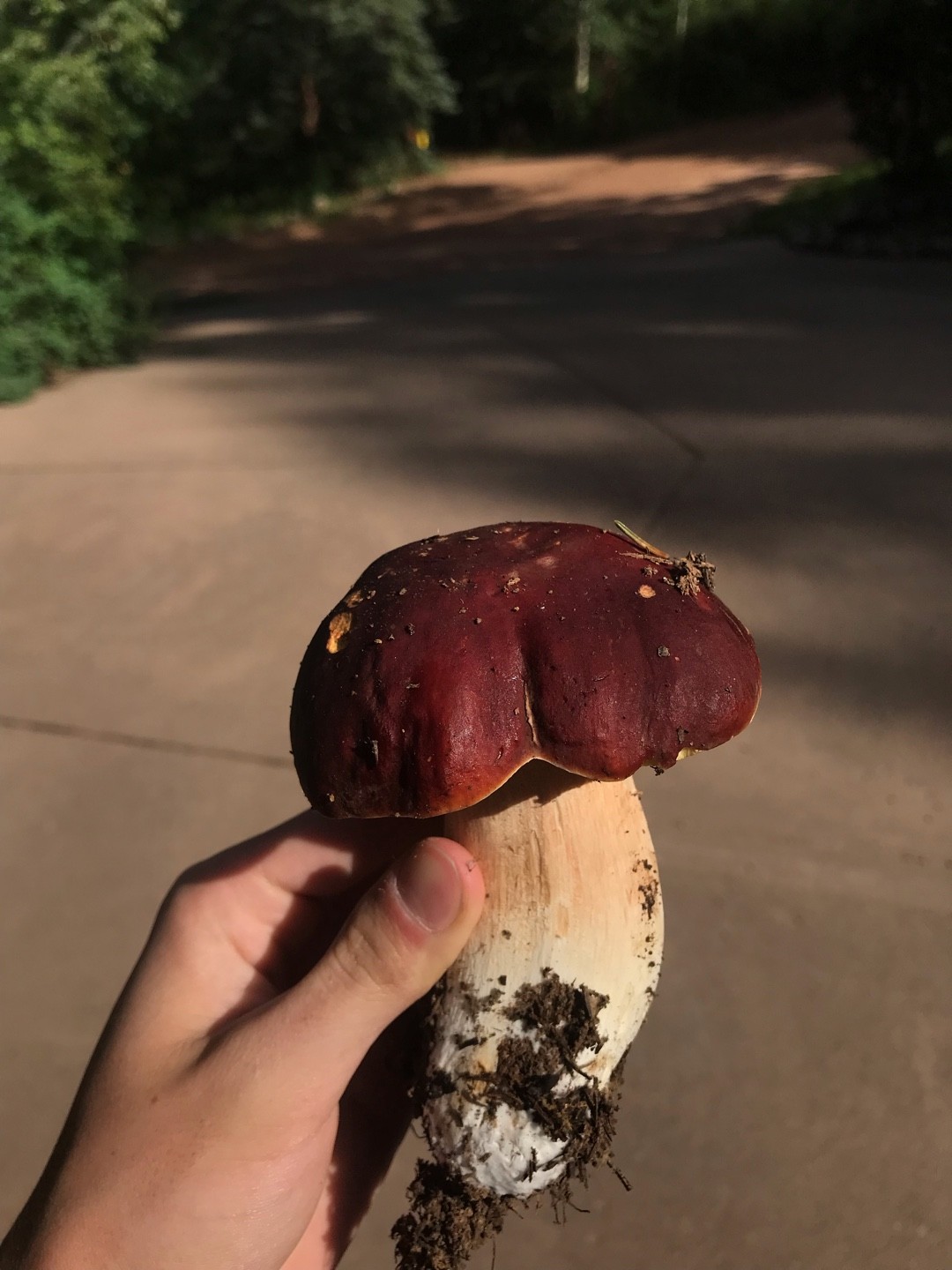 Boletus rubriceps (Boletus rubriceps) - Picture Mushroom