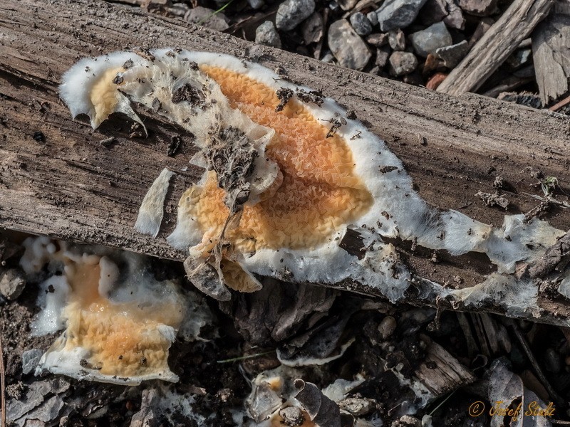 Leucogyrophana mollusca (Leucogyrophana mollusca) - Picture Mushroom