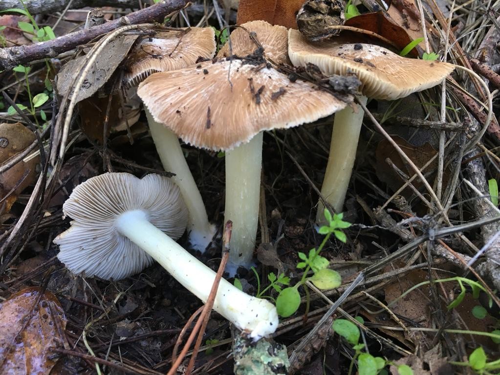 Inocybe albodisca (Inocybe albodisca) - Picture Mushroom