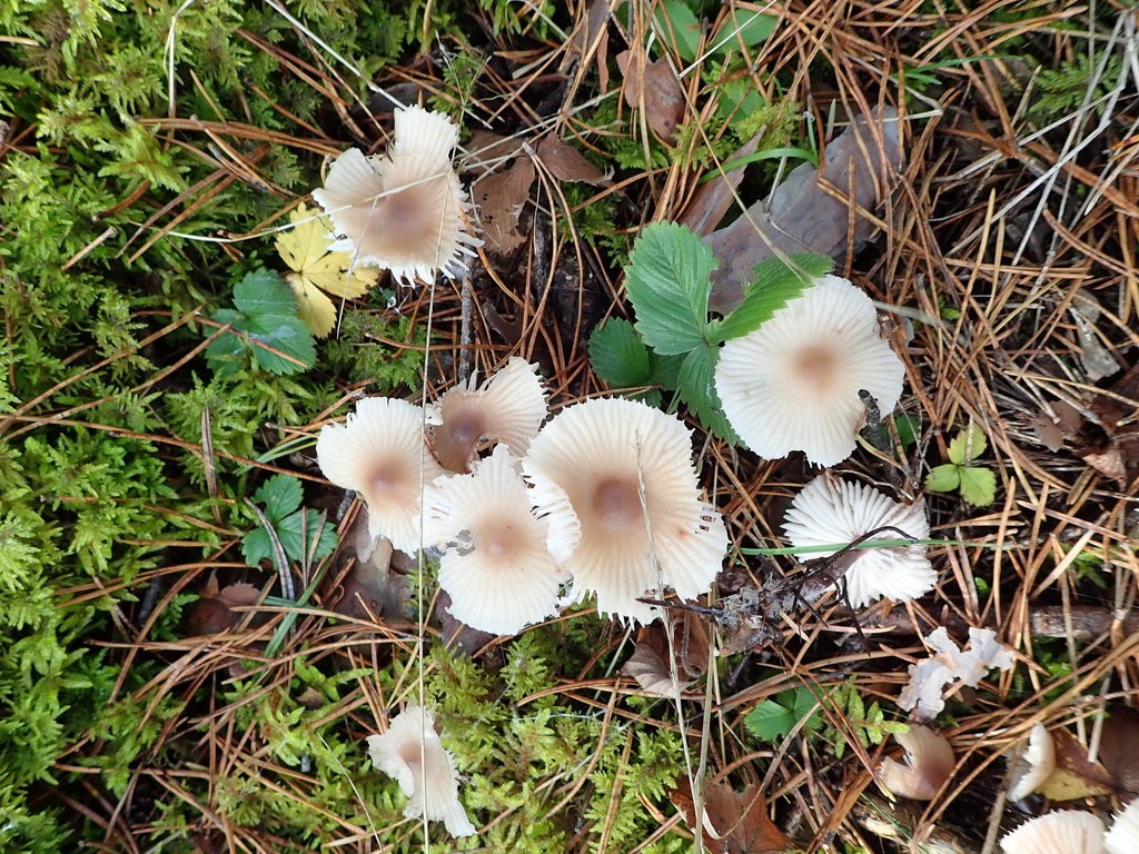 Mycena zephirus (Mycena zephirus) - Picture Mushroom