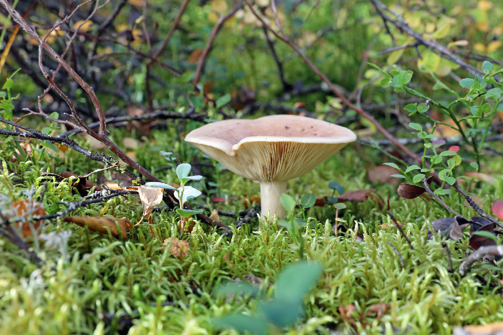 Млечник (Lactarius) - Picture Mushroom