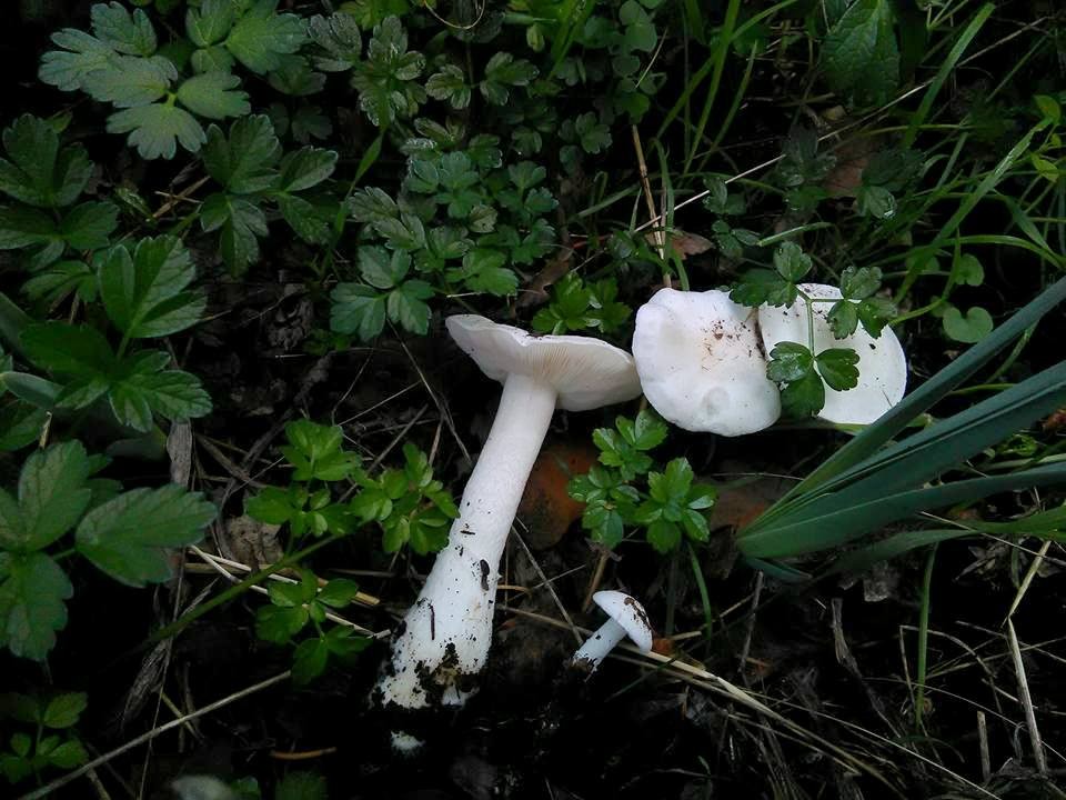 Tricholomella constricta (Tricholomella constricta) - Picture Mushroom