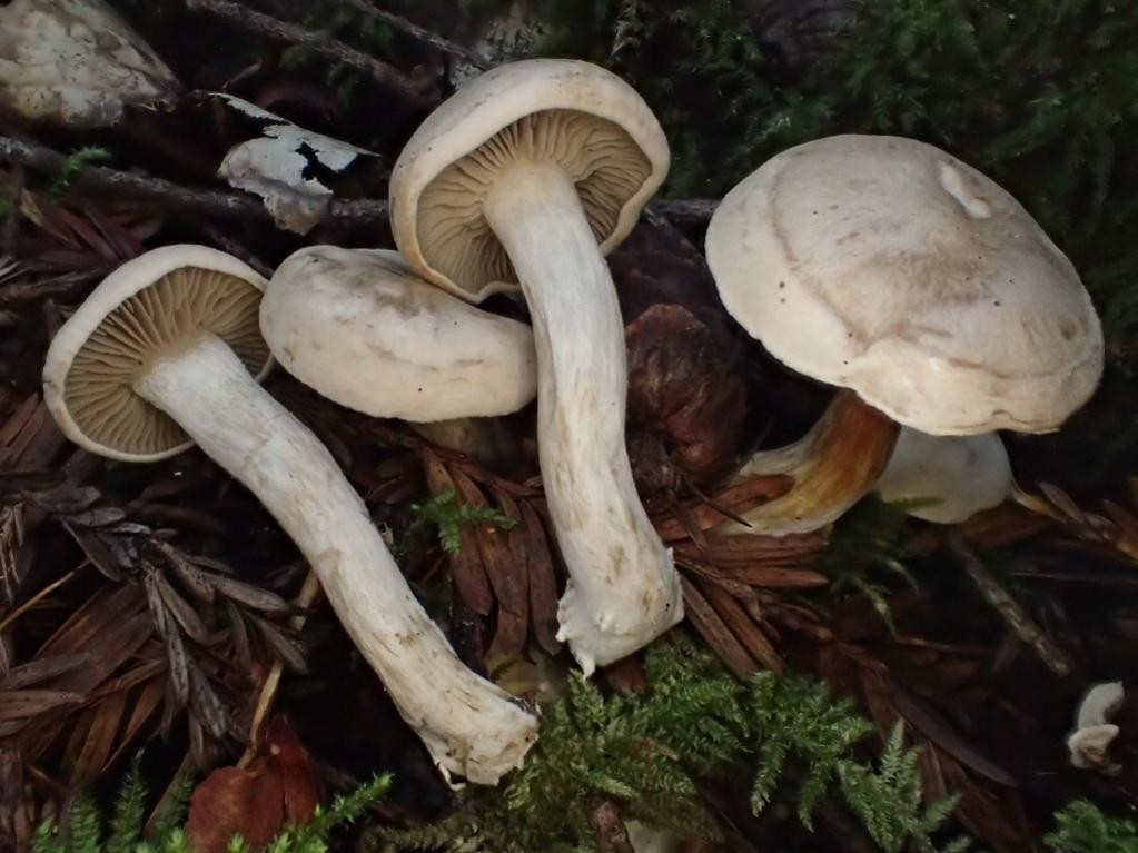 Clitocybe sclerotoidea (Clitocybe sclerotoidea) - Picture Mushroom