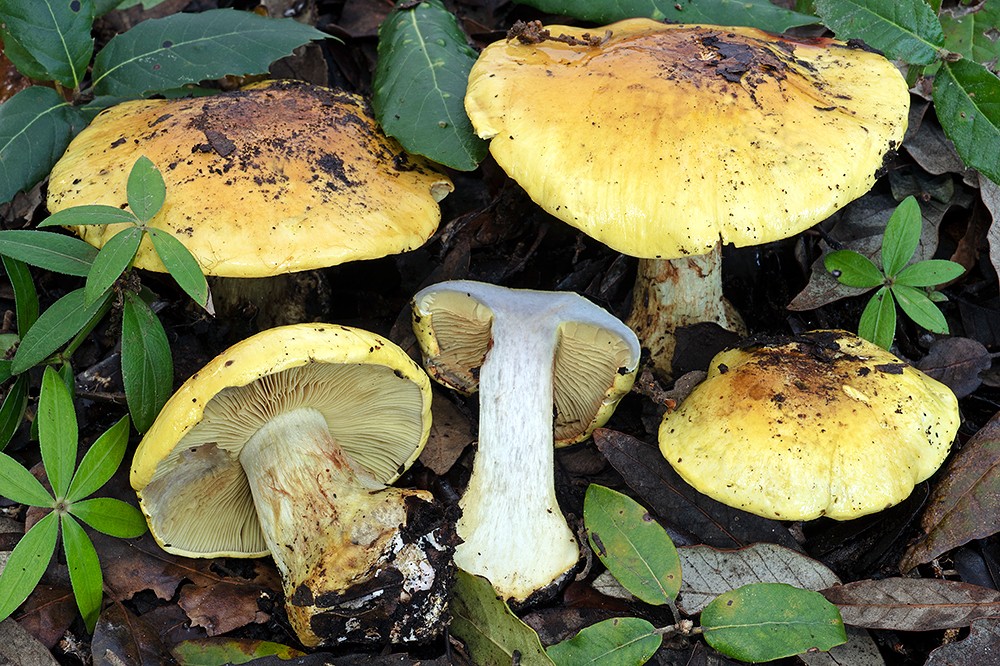 Cortinarius bergeronii (Cortinarius bergeronii) - Picture Mushroom