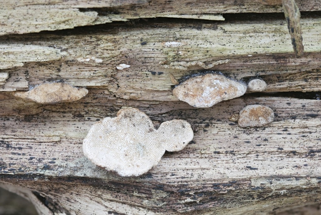 Perenniporia ohiensis (Perenniporia ohiensis) - Picture Mushroom