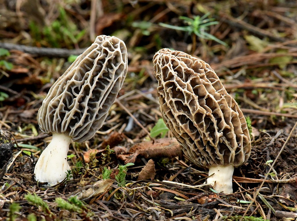 Morchella tridentina (Morchella tridentina) - Picture Mushroom