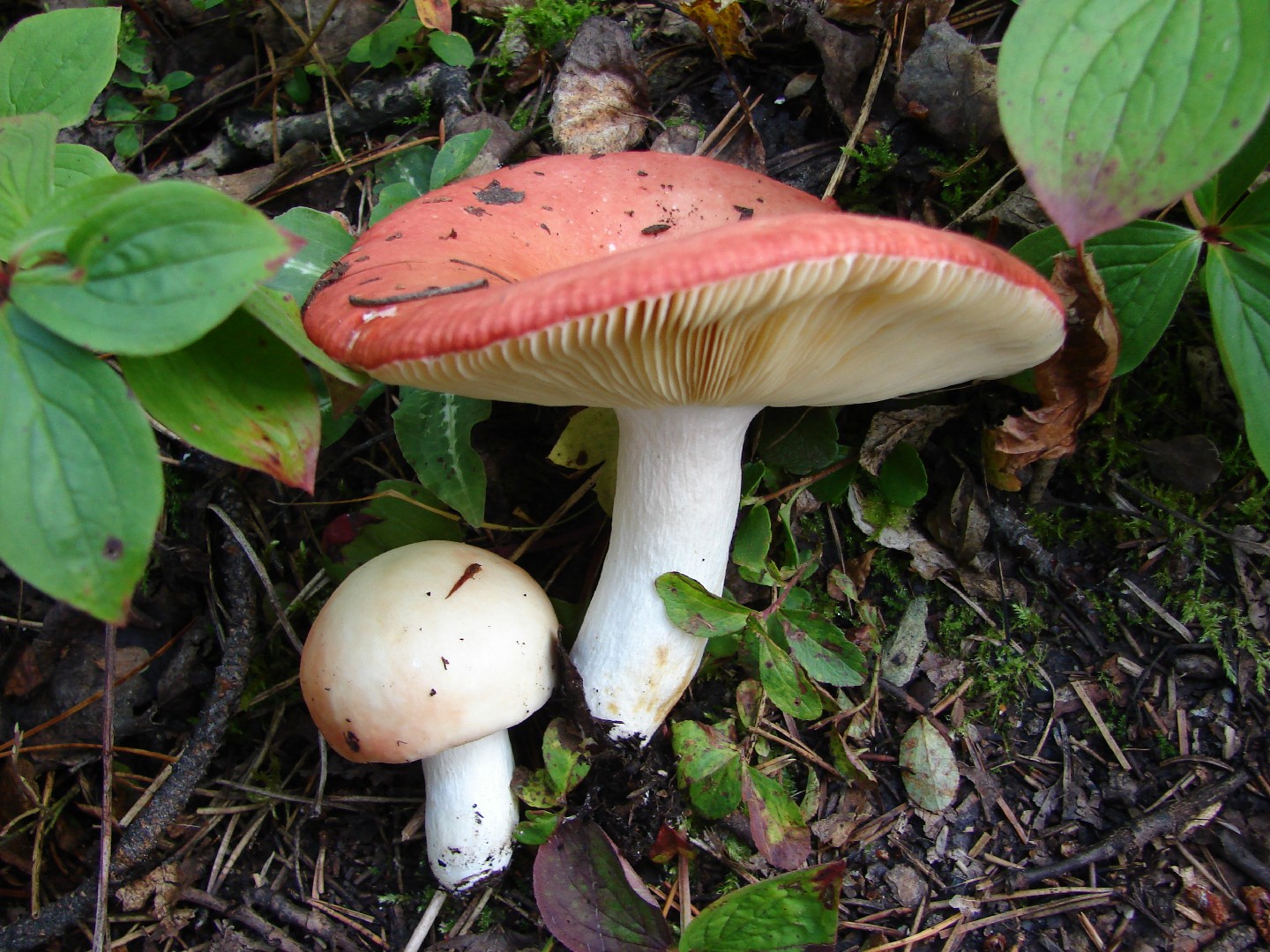 Leuchtendrote täubling (Russula laeta) - Picture Mushroom