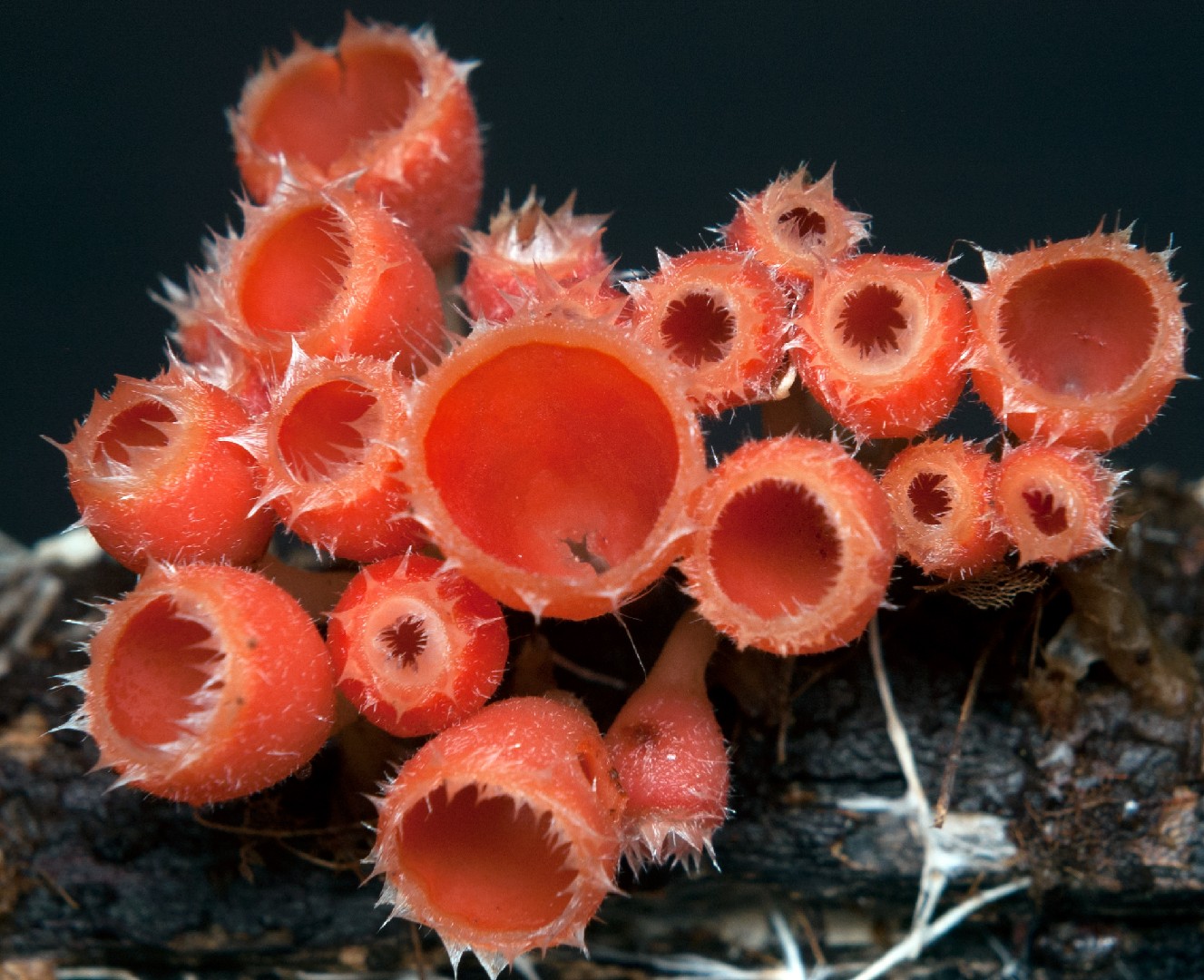 Microstoma (Microstoma) - Picture Mushroom