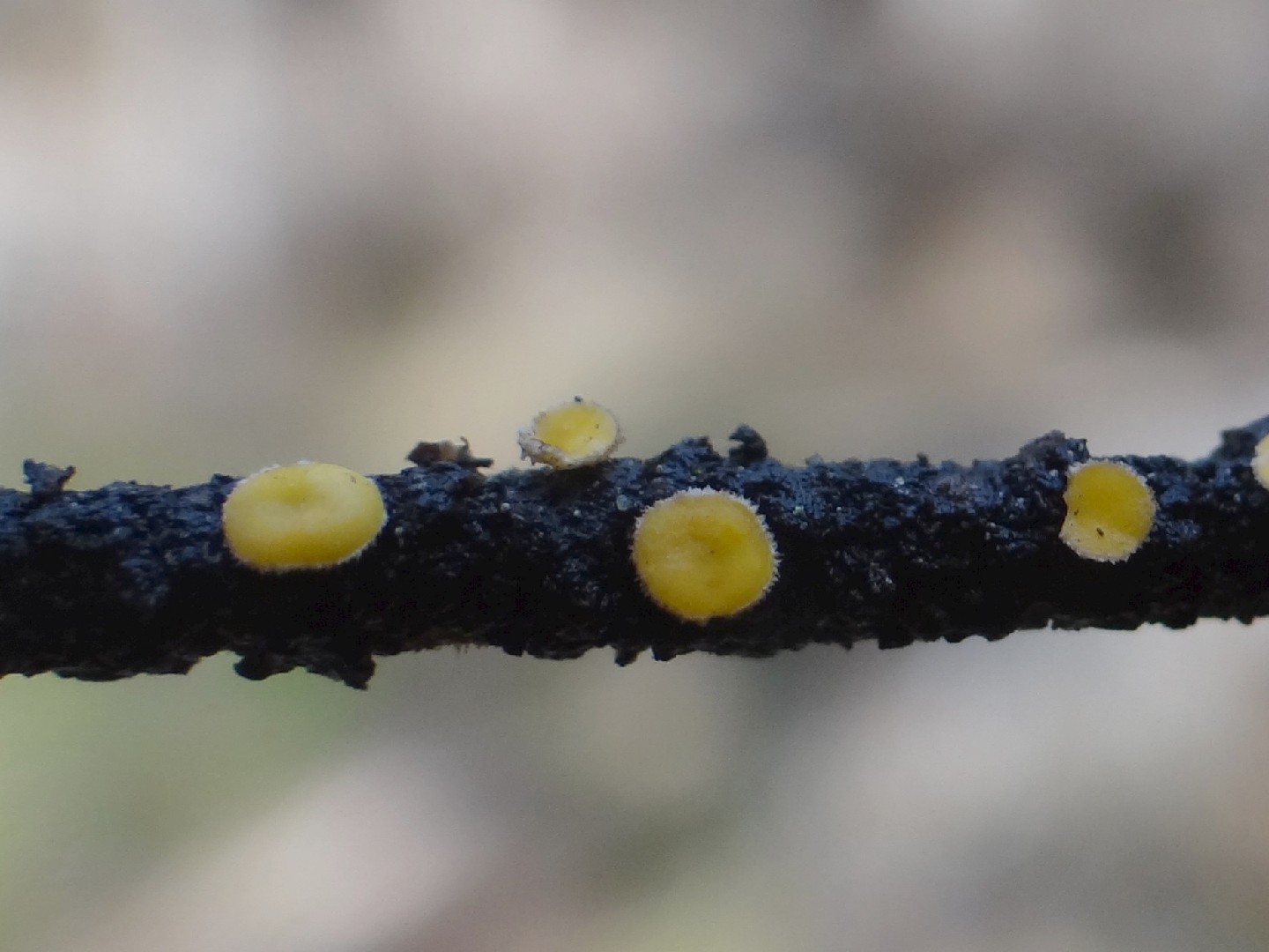 Lachnellula subtilissima (Lachnellula subtilissima) - Picture Mushroom