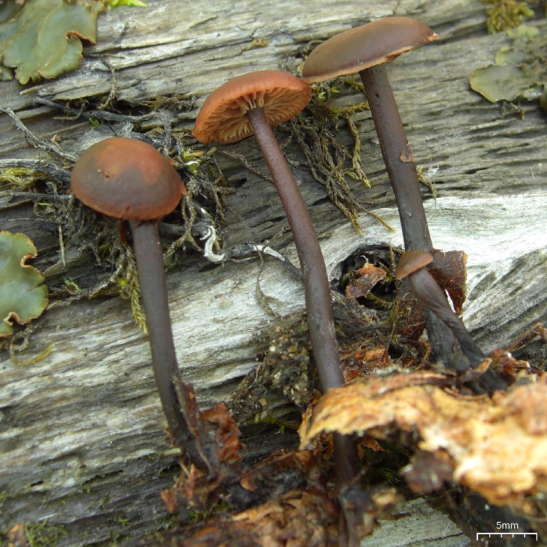 Gymnopus alkalivirens (Gymnopus alkalivirens) - Picture Mushroom