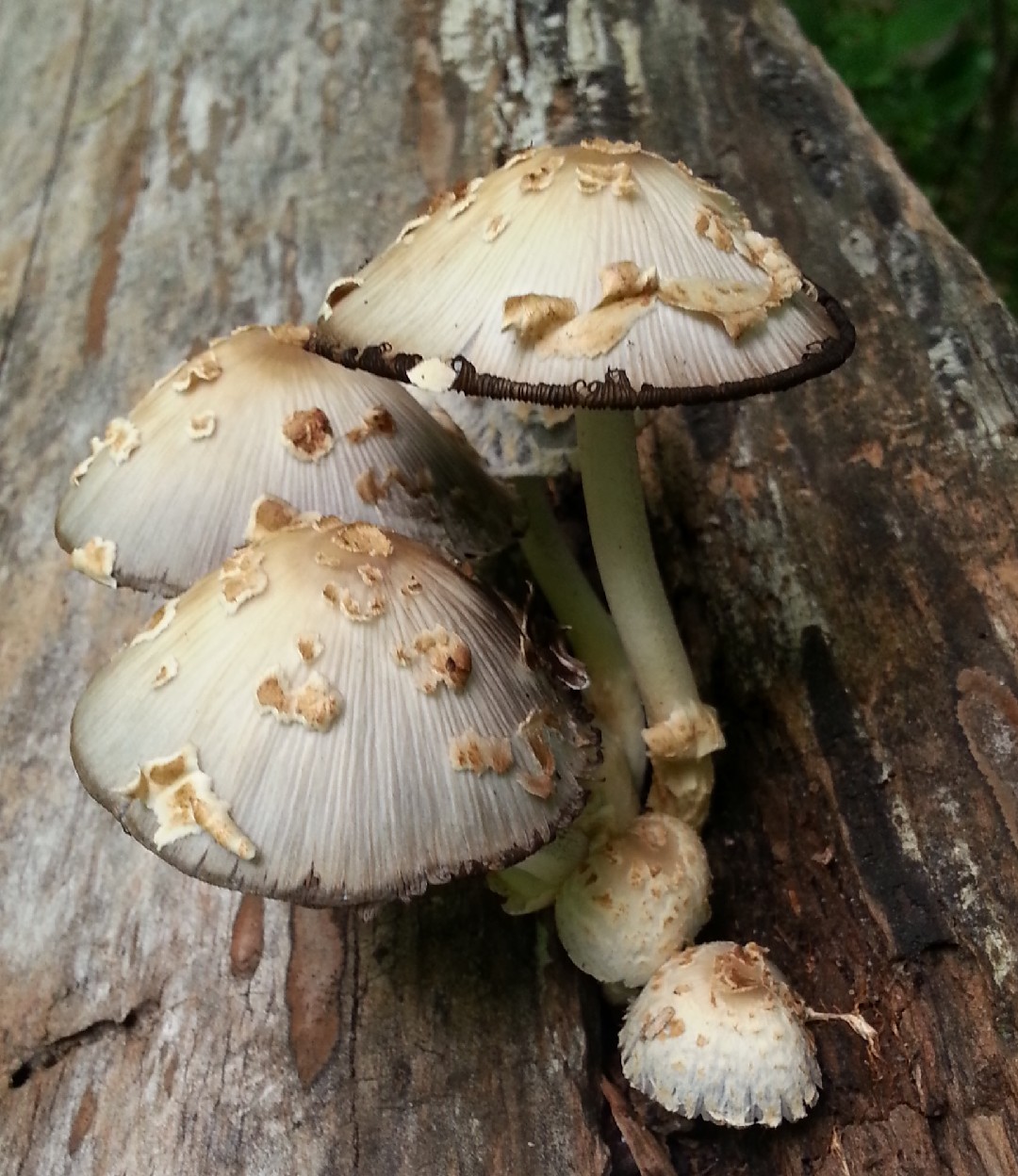 Scaly ink cap How to identify it? - Picture Mushroom