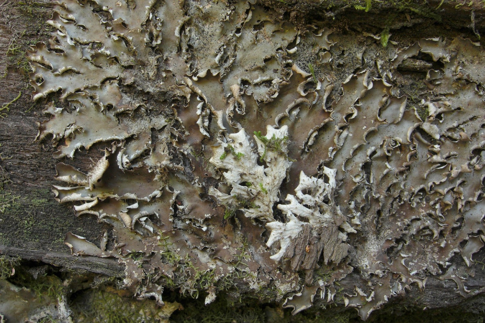 Peltigera polydactylon (Peltigera polydactylon) - Picture Mushroom