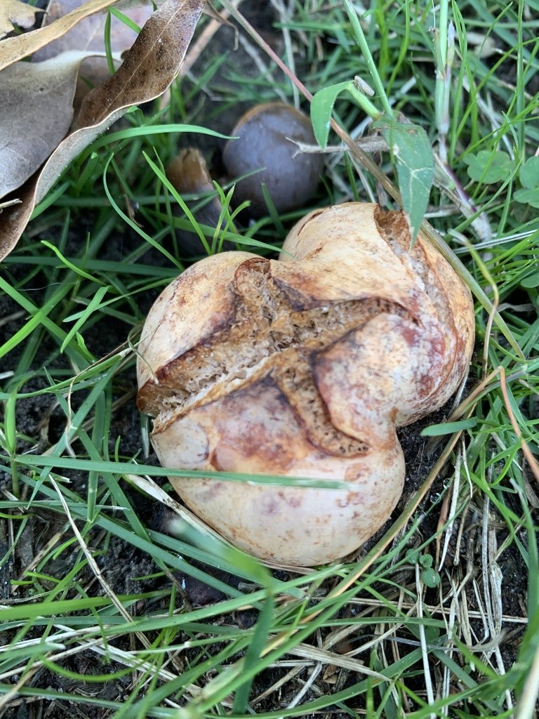 Zelleromyces (Zelleromyces) - Picture Mushroom