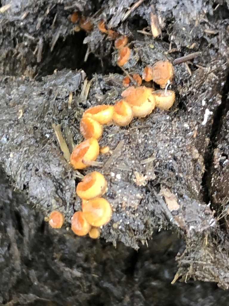 Pyronemataceae (Pyronemataceae) - Picture Mushroom