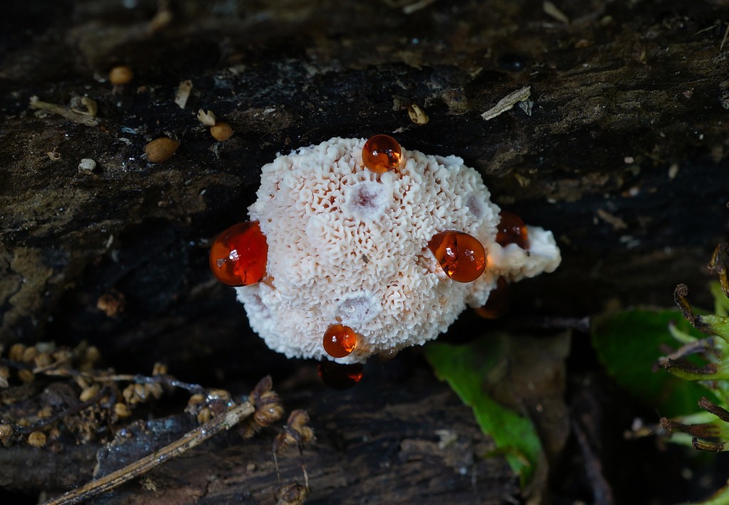 Blushing rosette How to identify it? - Picture Mushroom