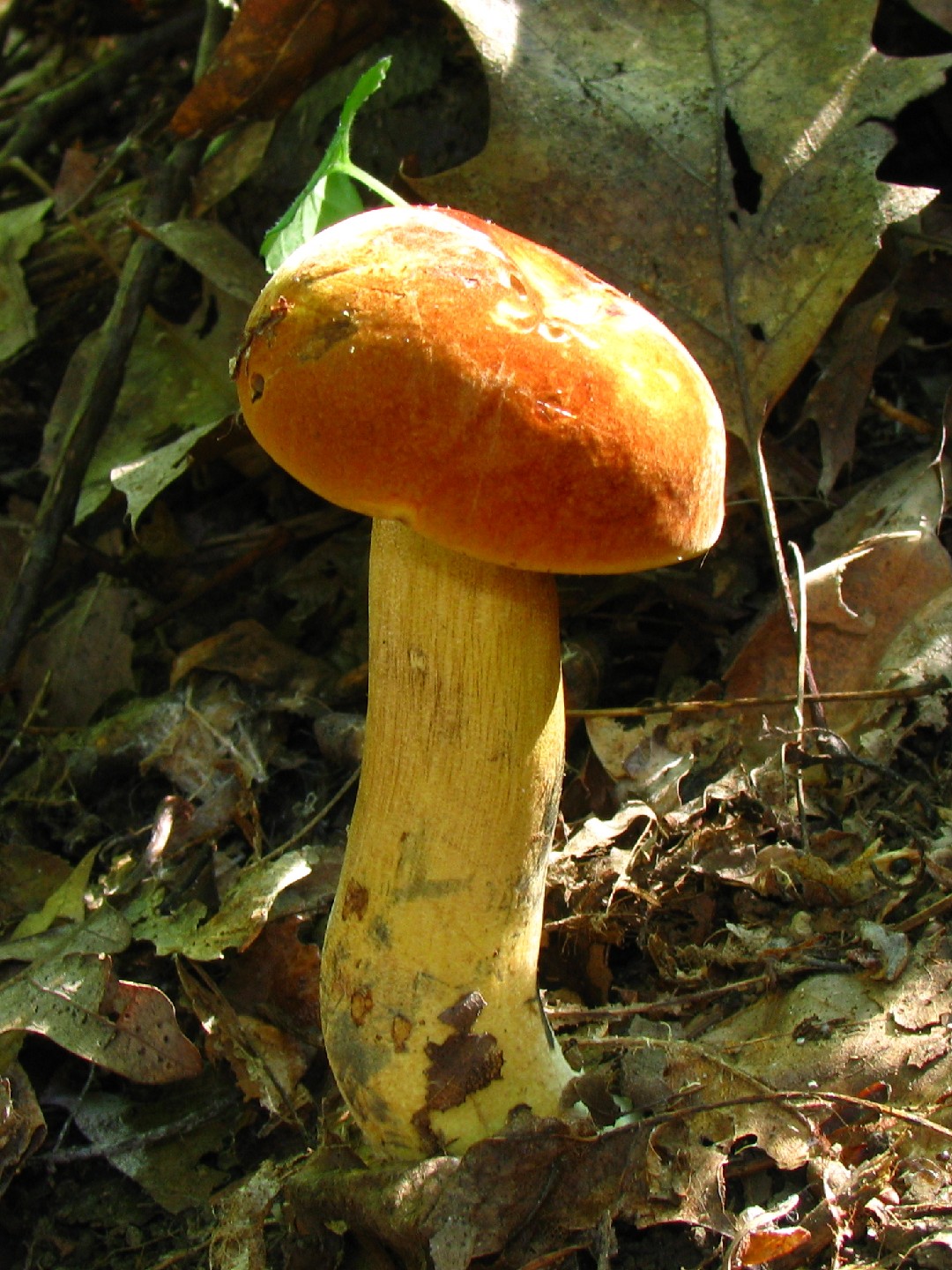 Boletus subluridellus (Boletus subluridellus) - Picture Mushroom