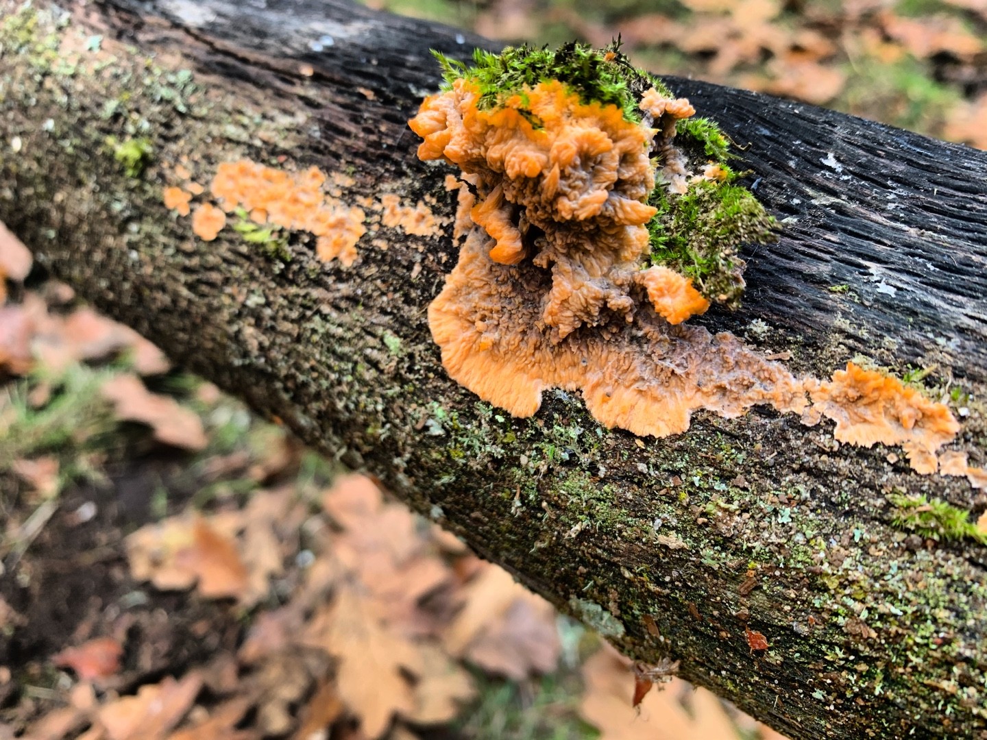 Phlebia (Phlebia) - Picture Mushroom