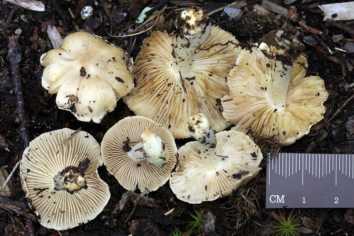 Inocybe sambucina (Inocybe sambucina) - Picture Mushroom