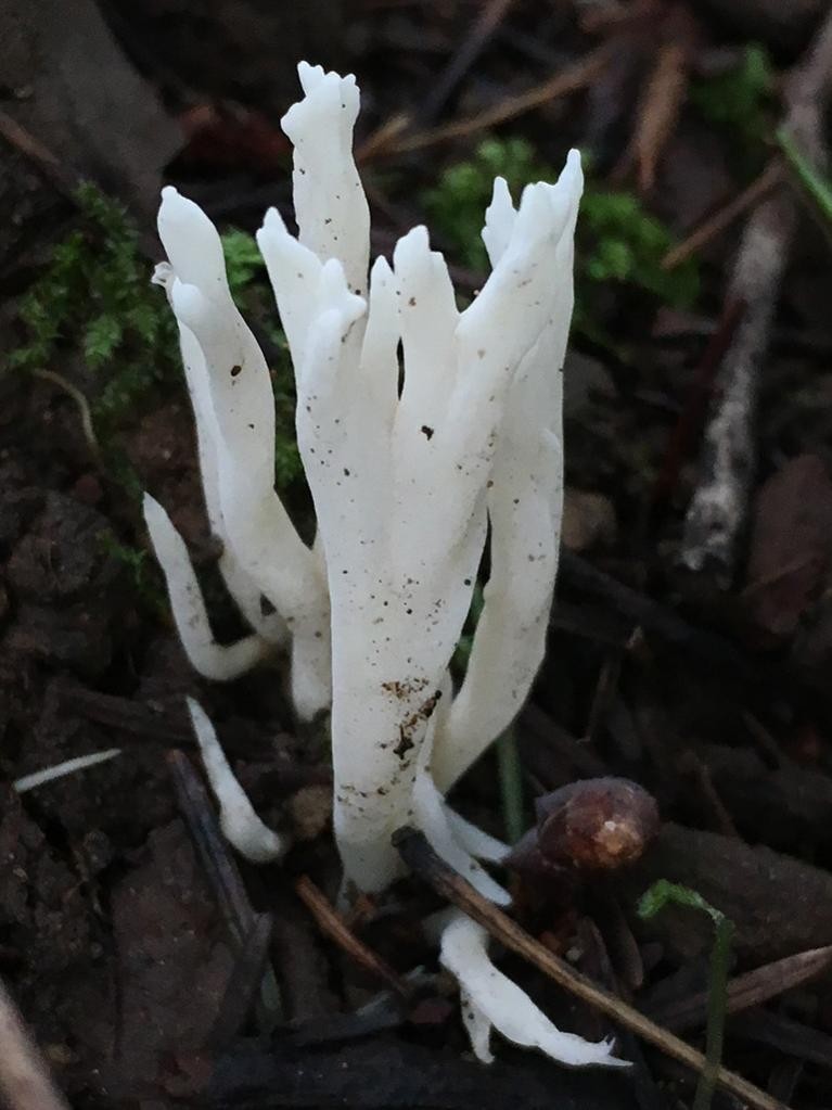 Clavulina (Clavulina) - Picture Mushroom