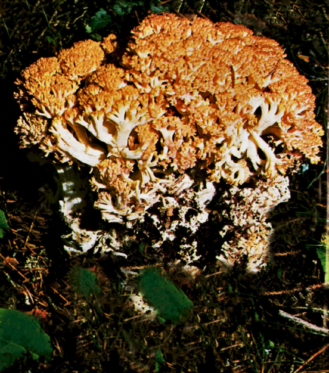 Ramaria rufescens (Ramaria rufescens) - Picture Mushroom