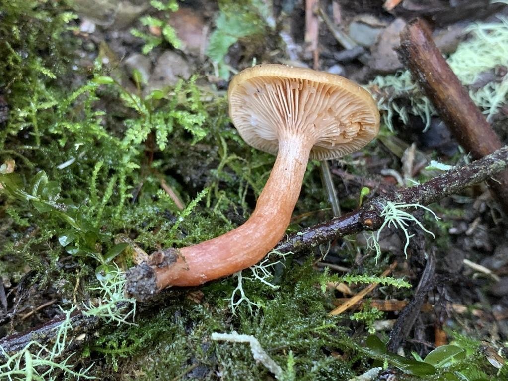 Lactarius occidentalis (Lactarius occidentalis) - Picture Mushroom