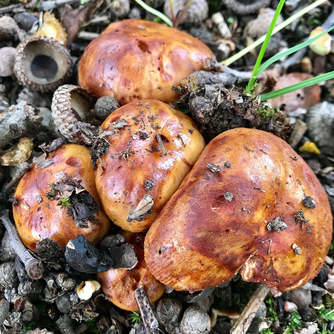 Russula mutabilis (Russula mutabilis) - Picture Mushroom