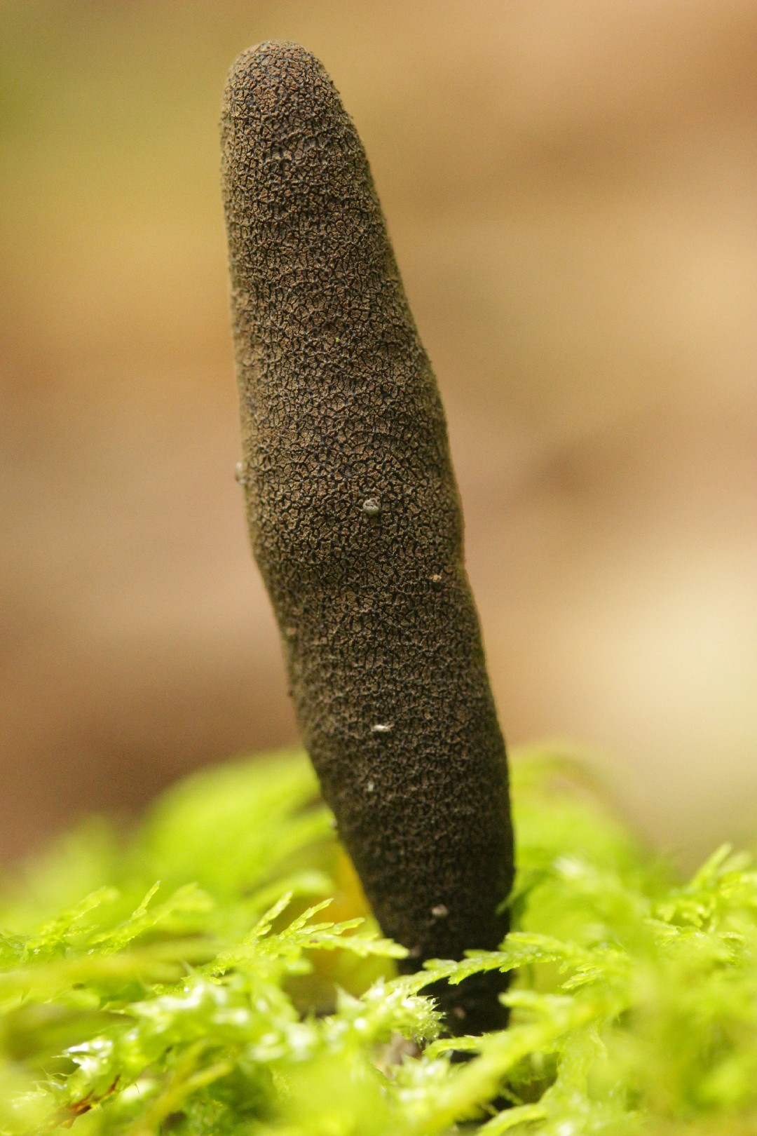 Xylaria (Xylaria) - Picture Mushroom