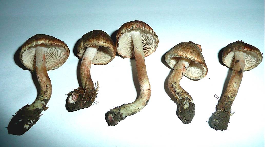 Inocybe haemacta (Inocybe haemacta) - Picture Mushroom