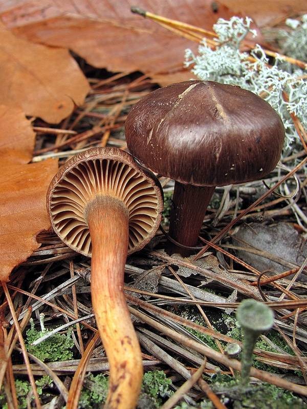 Chroogomphus (Chroogomphus) - Picture Mushroom