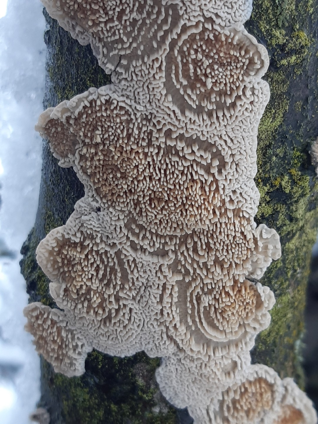 Xylodon (Xylodon) - Picture Mushroom